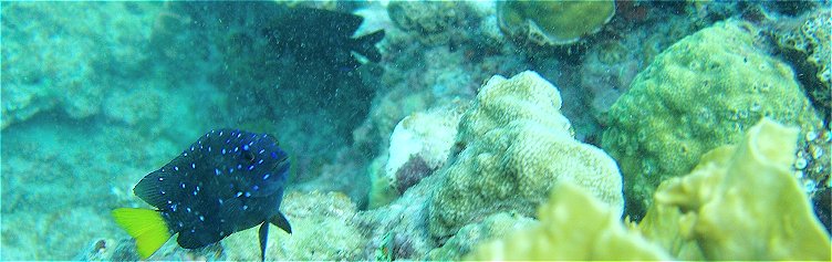 Barbados Dive Shops & Scuba Operators