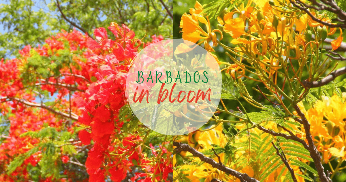 Barbados In Bloom - Barbados.org BlogBarbados.org Blog
