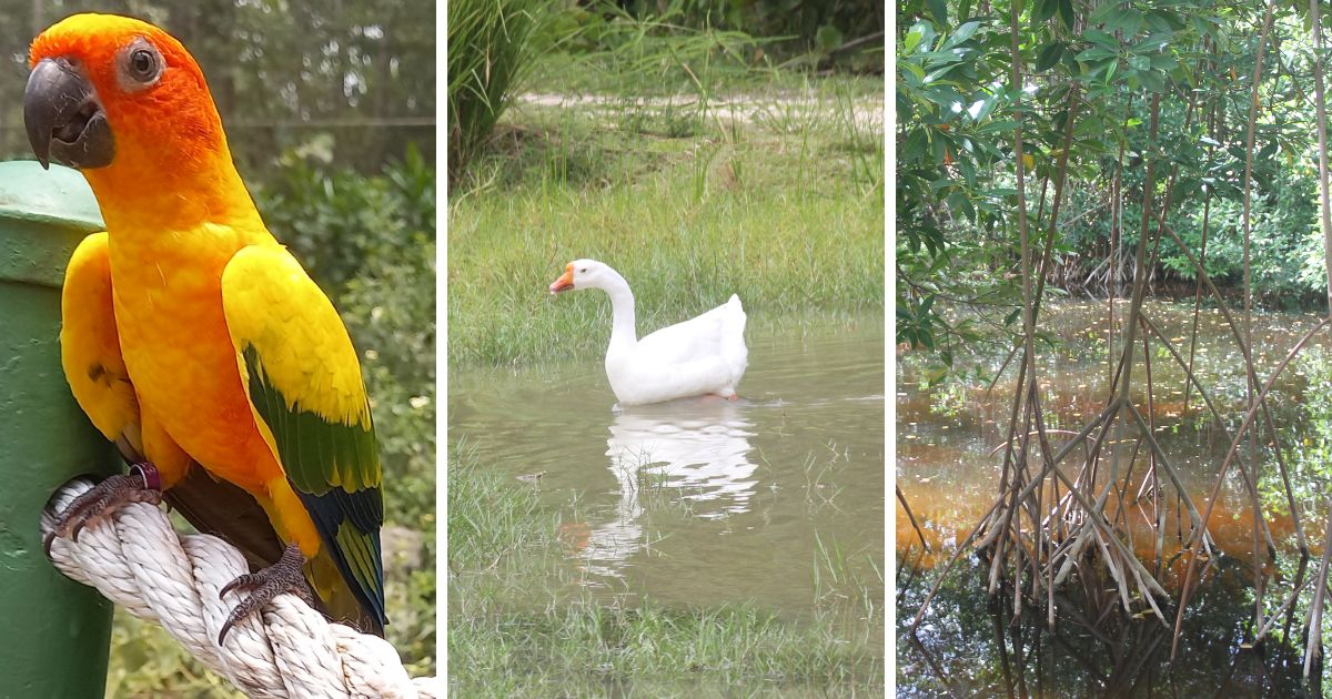 Nature Returns: Graeme Hall Sanctuary Reopens - Barbados.org ...
