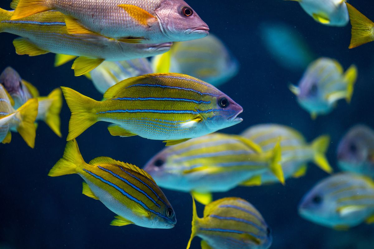 Barbados Welcomes New Shipwreck Dive Site - Barbados.org BlogBarbados ...