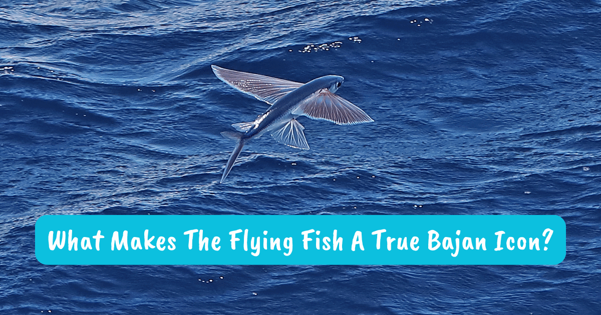 The Curious Case of the Flying Fish - A True Bajan Icon