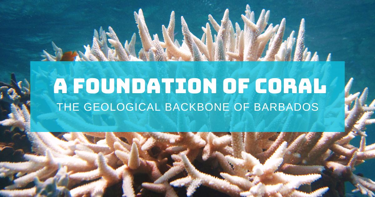 A Foundation of Coral: The Geological Backbone of Barbados