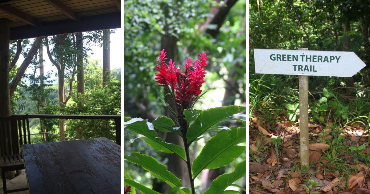 Coco Hill Forest, Barbados
