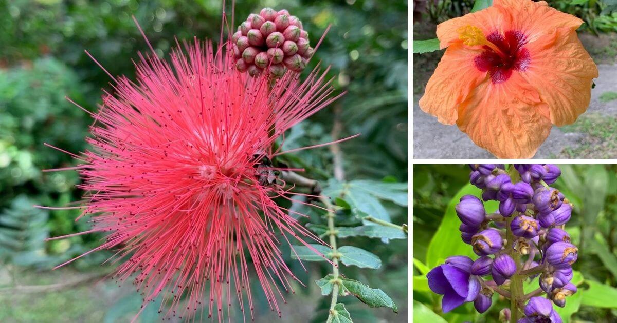 Flower Forest Botanical Gardens in Barbados