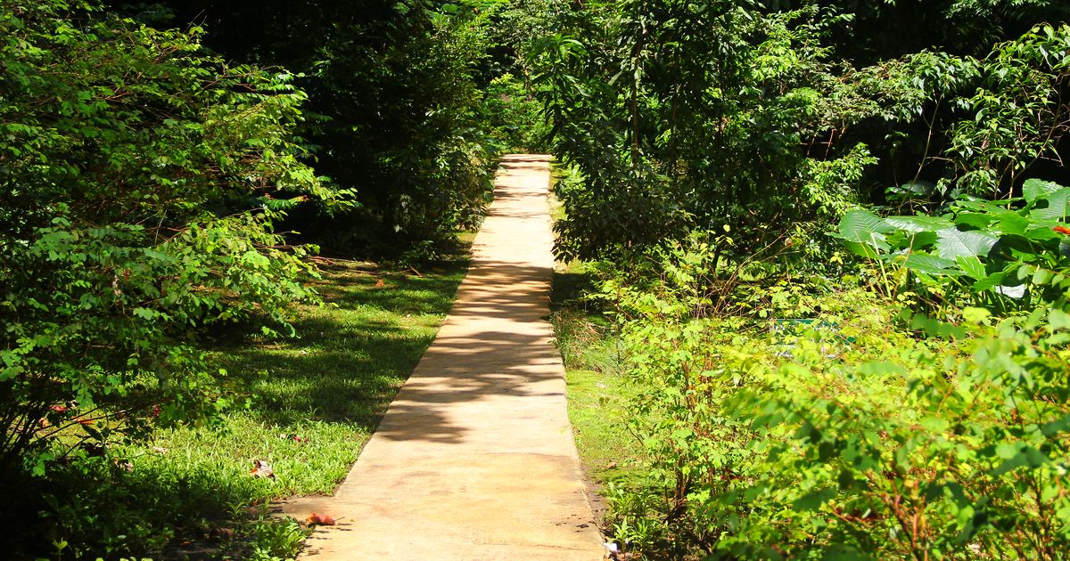 Exploring the Forests of Barbados: Verdant Beauty Awaits