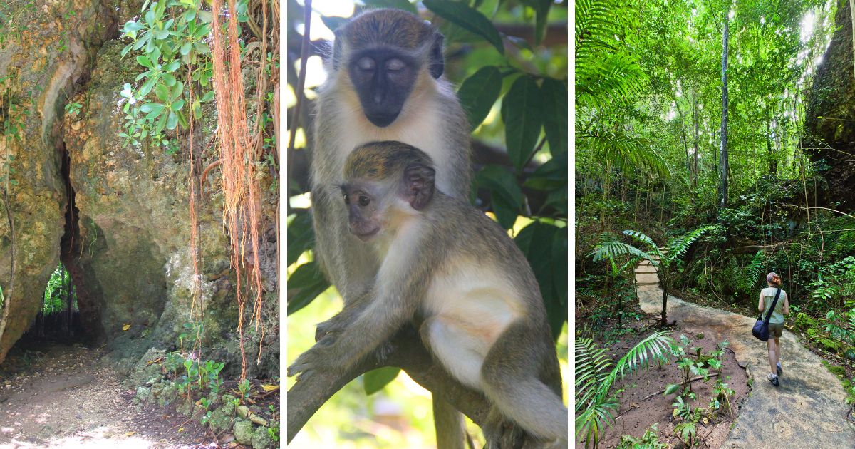 Barbados Gullies • Pathways Through Time and Nature