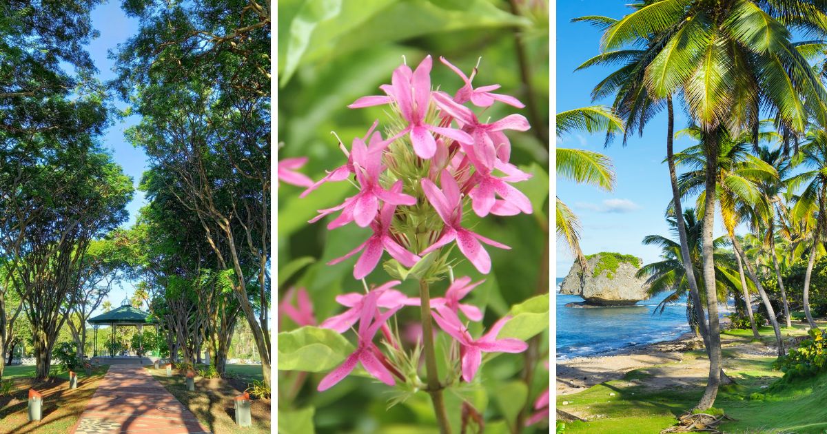 Barbados Parks: Scenic Beauty, Picnic Spots, and Historical Treasures