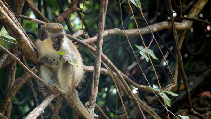 Go Barbados – Go For The Nature – Gardens, Caves, Beaches and More